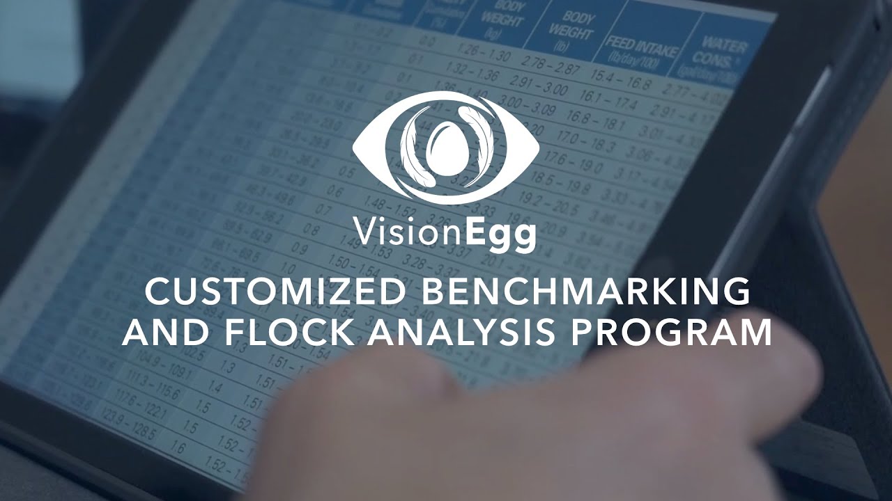 VisionEgg benchmarking and flock analysis program - YouTube