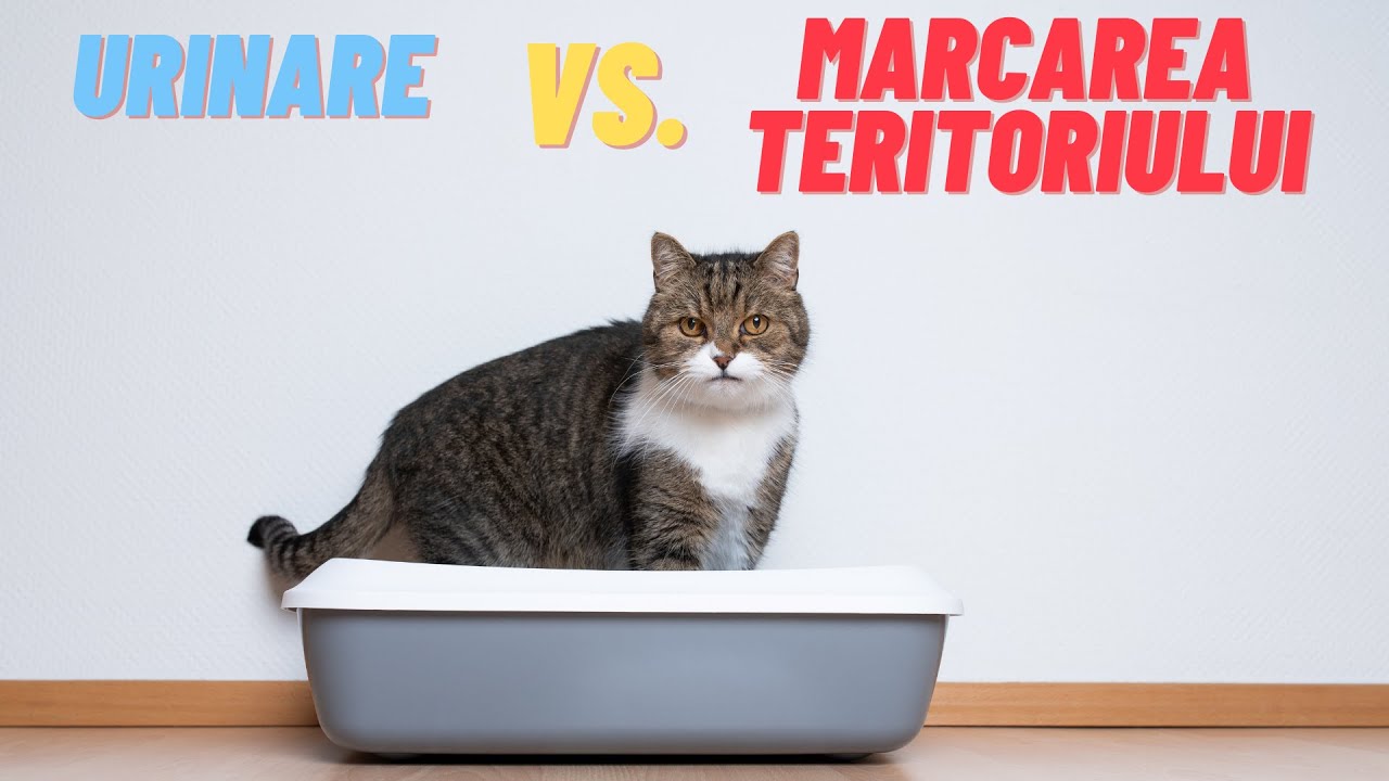 Lucruri pe care trebuie sa le stii despre marcarea teritoriului la ...