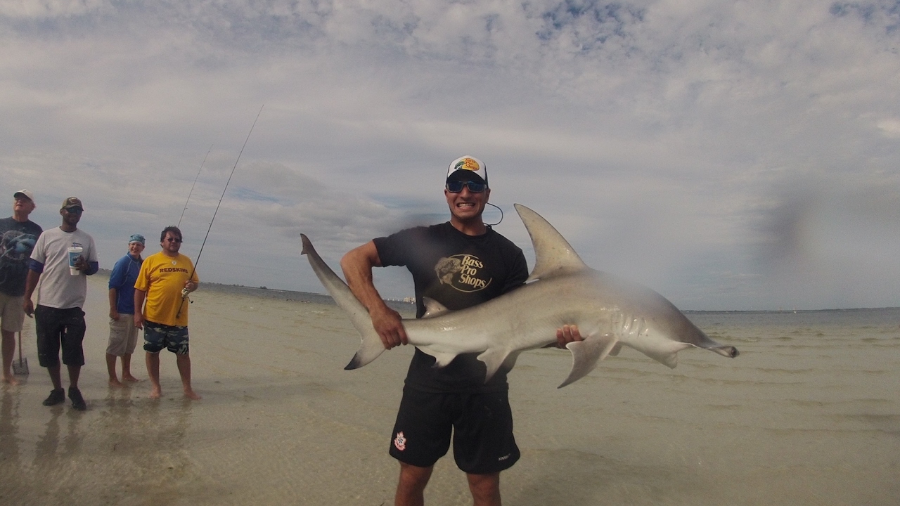 Hammerhead shark at the Sanibel Lighthouse Pier - YouTube
