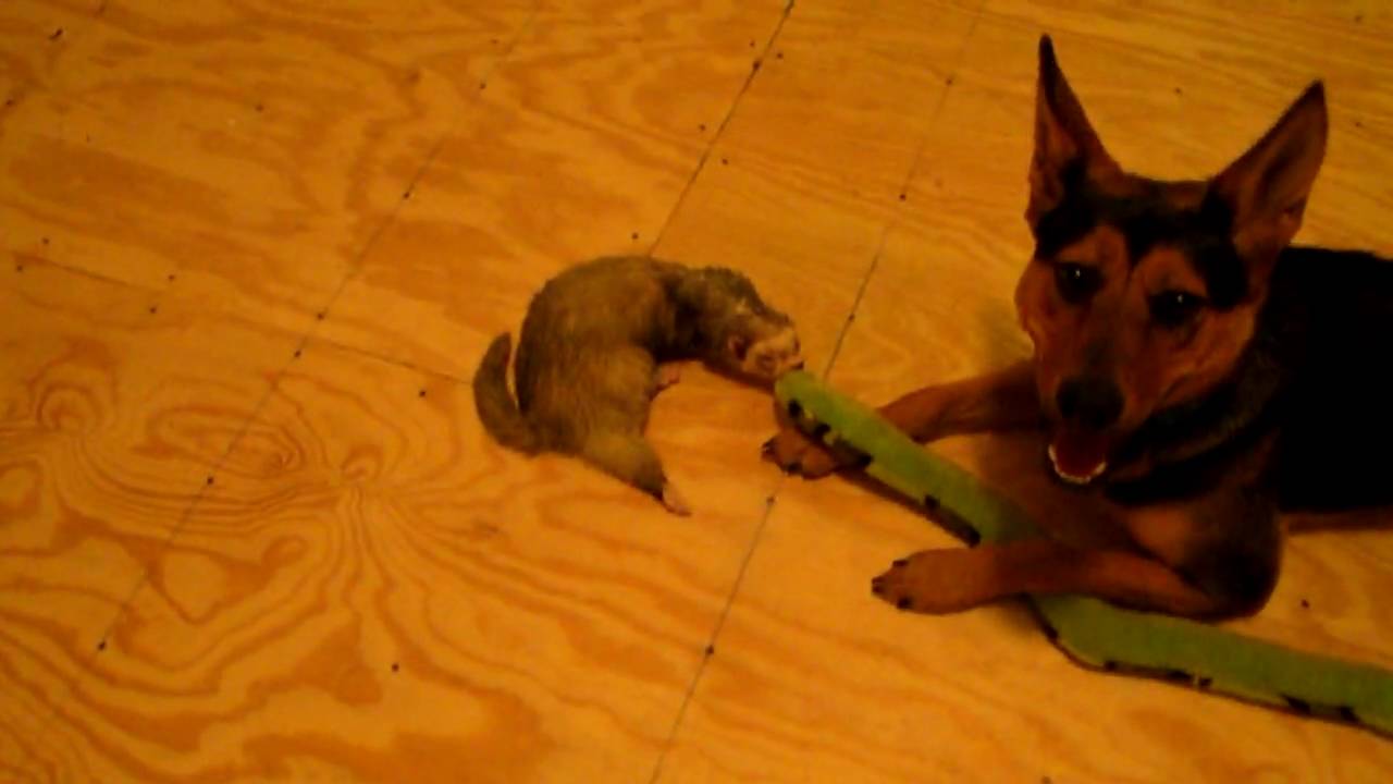 Ferret vs Dog. Battle of green snake plush. Round two. - YouTube