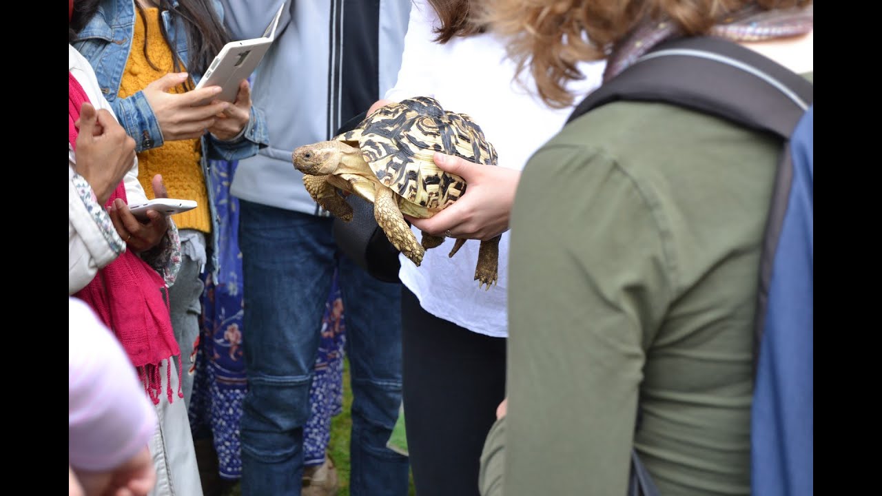 The Corpus Christi Tortoise Race 2016 - YouTube