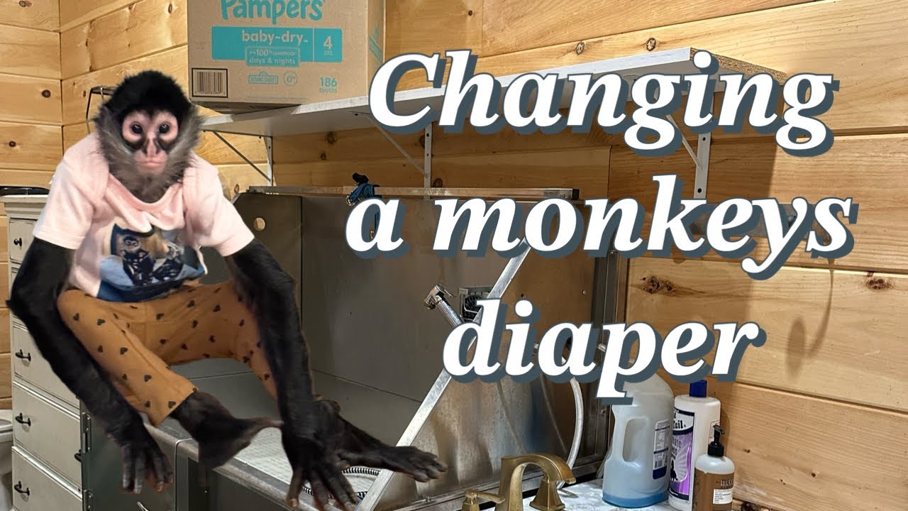 Spidermonkey diaper change🐒🩵 #monkeys - YouTube