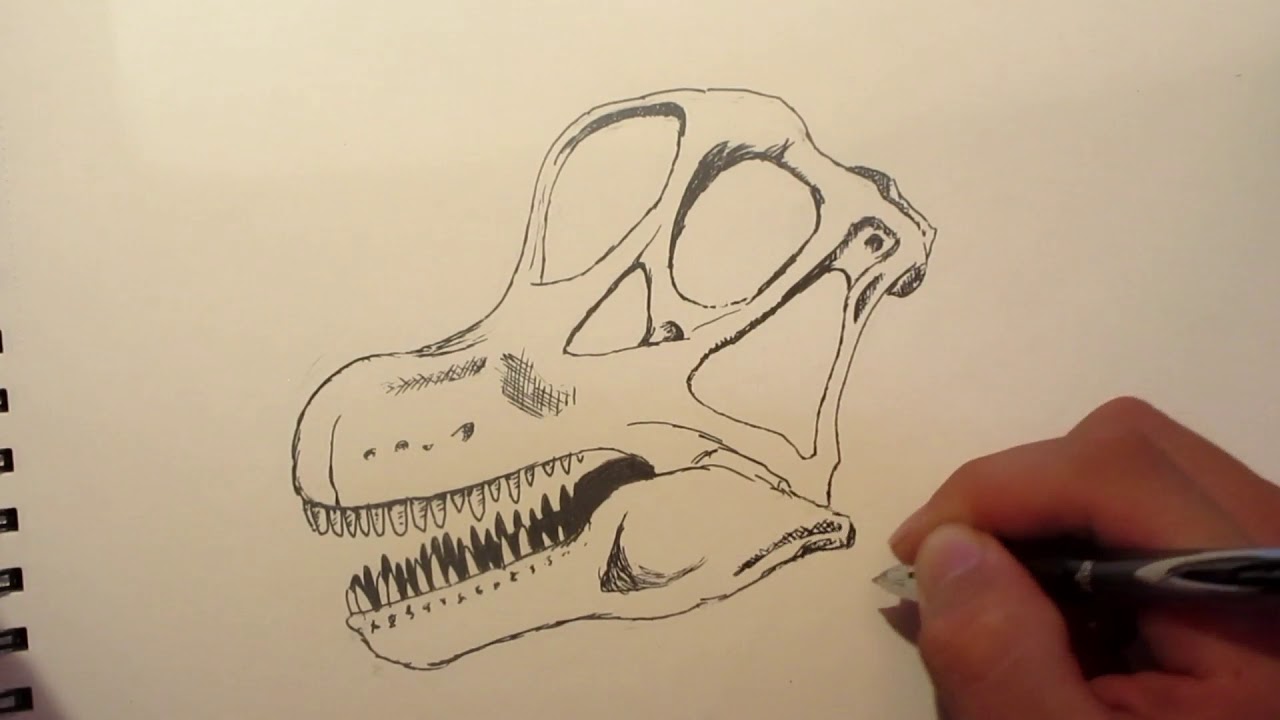 Brachiosaurus Head Drawing Welcome Wendiceratops, Dinosauria's Newest