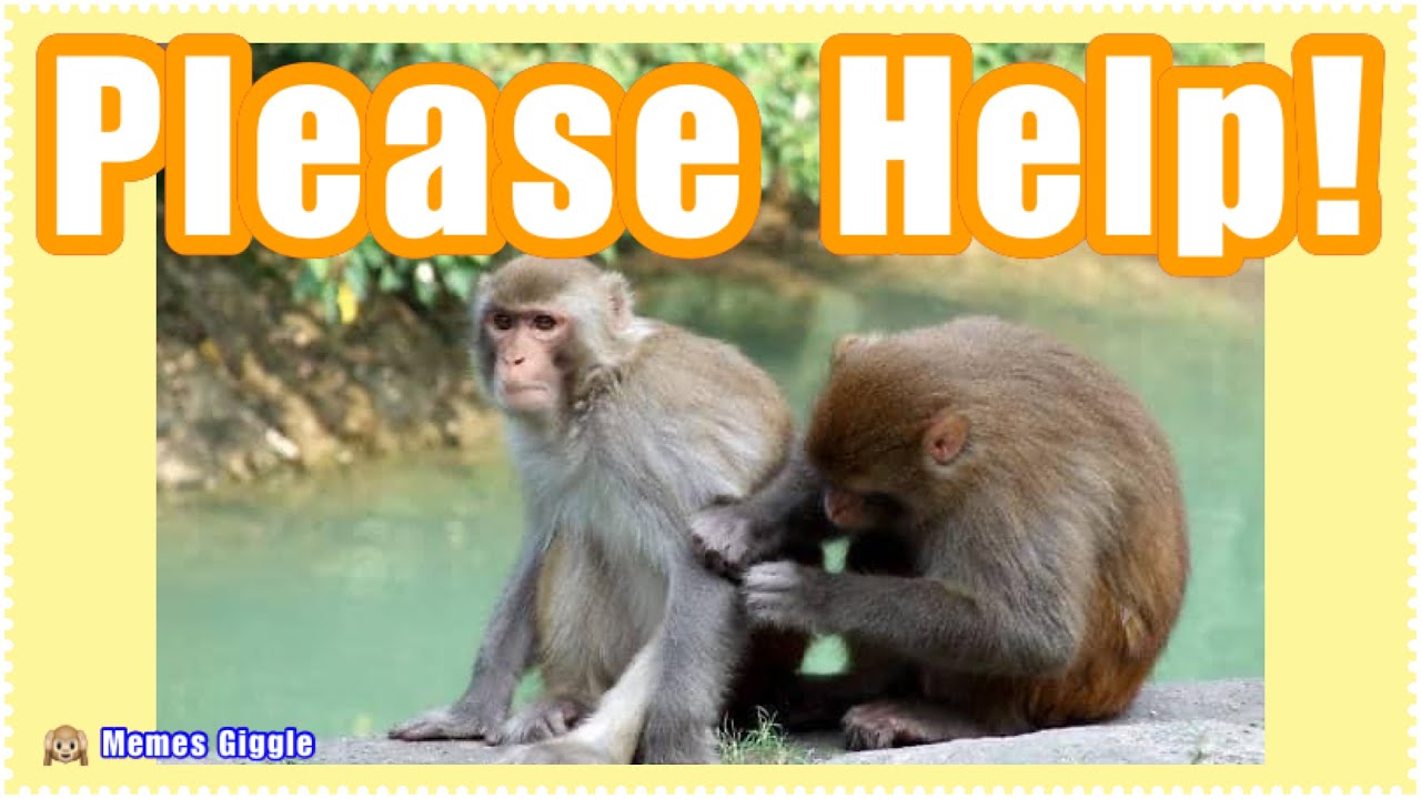 Monkey Needs Help - YouTube