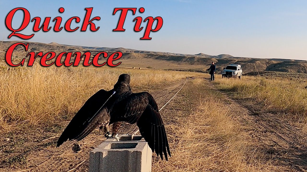 Creance (Quick Tip) - YouTube