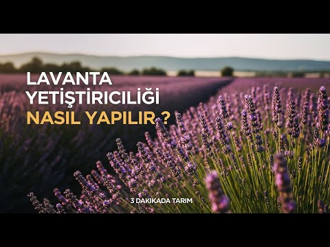 Lavanta Yetiştiriciliği Nasıl Yapılır? | Tarımsal Üretim Rehberi