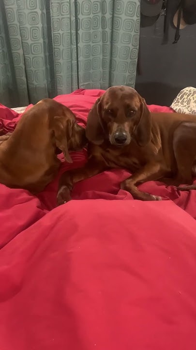 Lovin’s! @Ruby-WaylonVaughn - YouTube