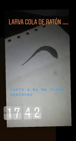 Mosca zangano - YouTube