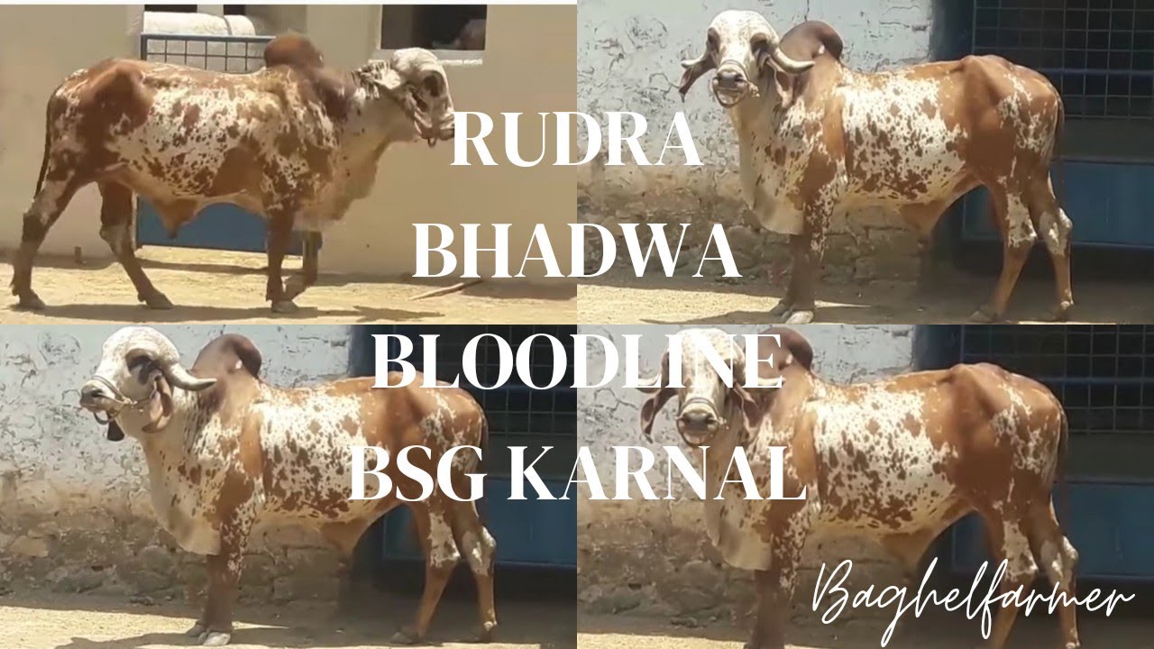 Bhadwa Gir Bull Rudra... #BSG(Best Sire Genetics) . Kabri Gir Bull ...