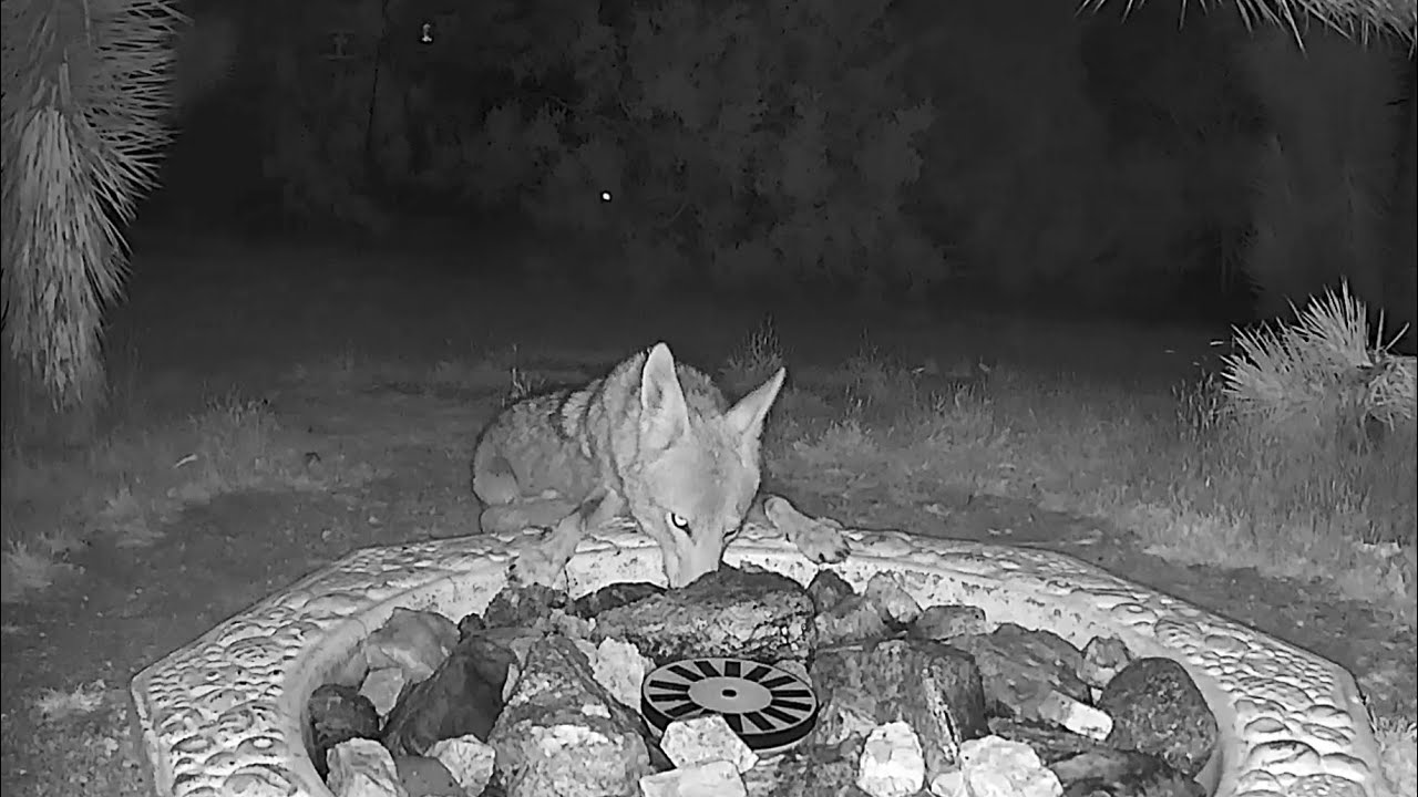 Lazy Thirsty Coyote 🐺💦 - YouTube