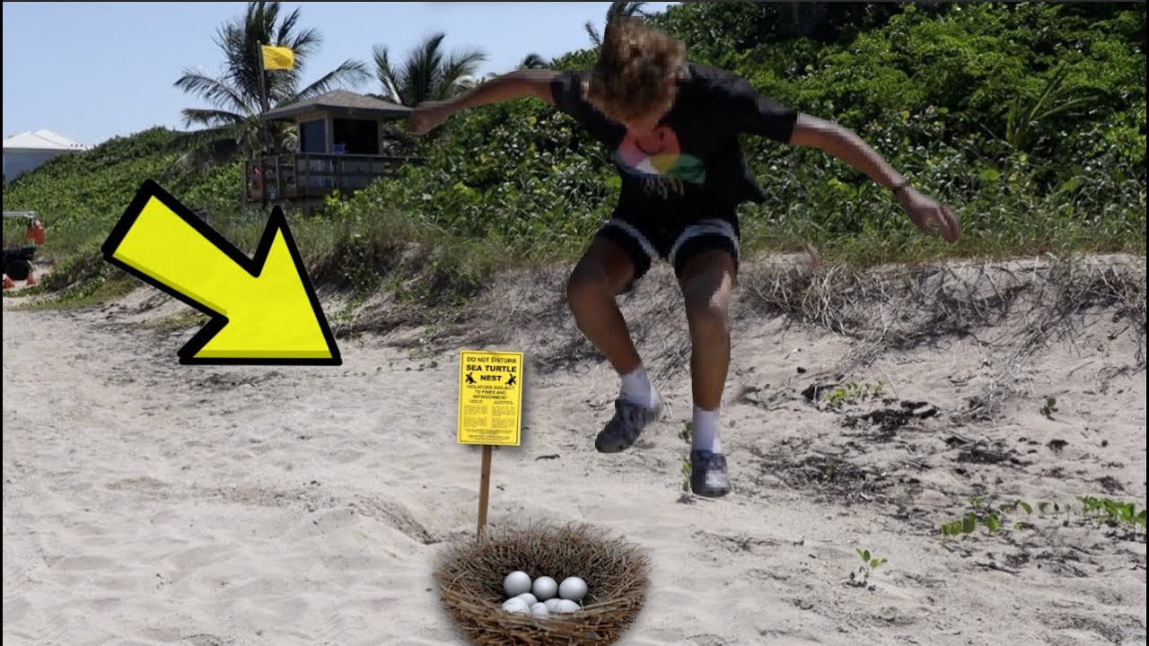 Destroying Fake Sea Turtle Nest Prank.... - YouTube