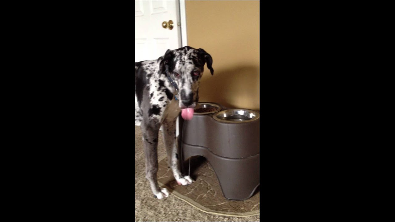 Great Dane DROOLING!!! - YouTube