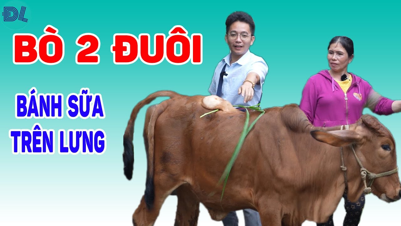 Việt Nam lần đầu xuất hiện con bò 2 đuôi, thích nhún nhảy - ĐỘC LẠ BÌNH ...