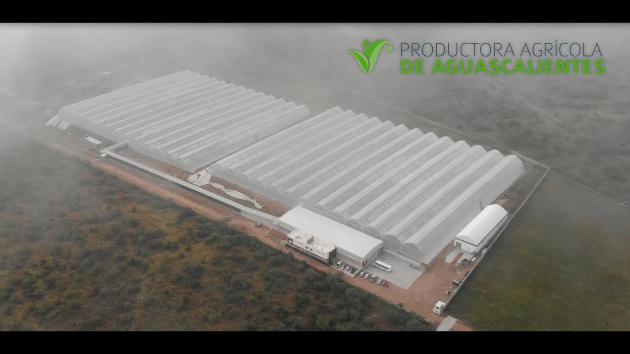 Productora Agrícola de Aguascalientes - YouTube
