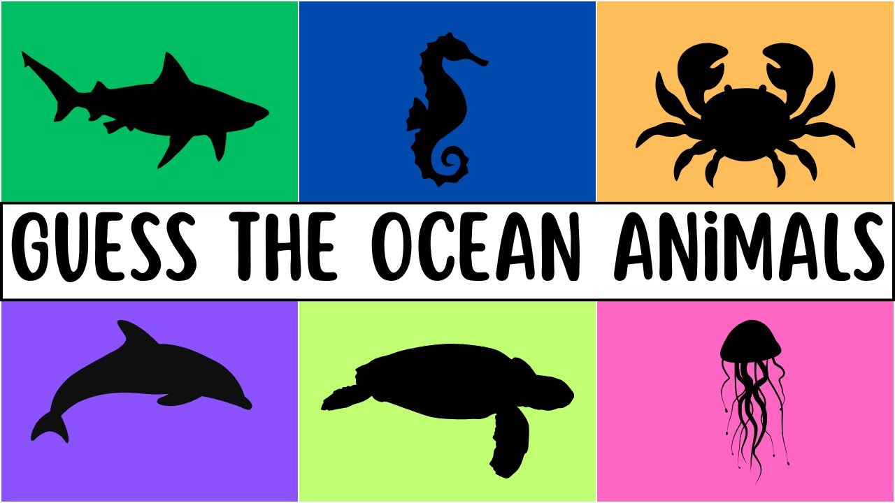 Guess the Ocean Animals | Ocean Animals & their Names | Vocabulary Of ...