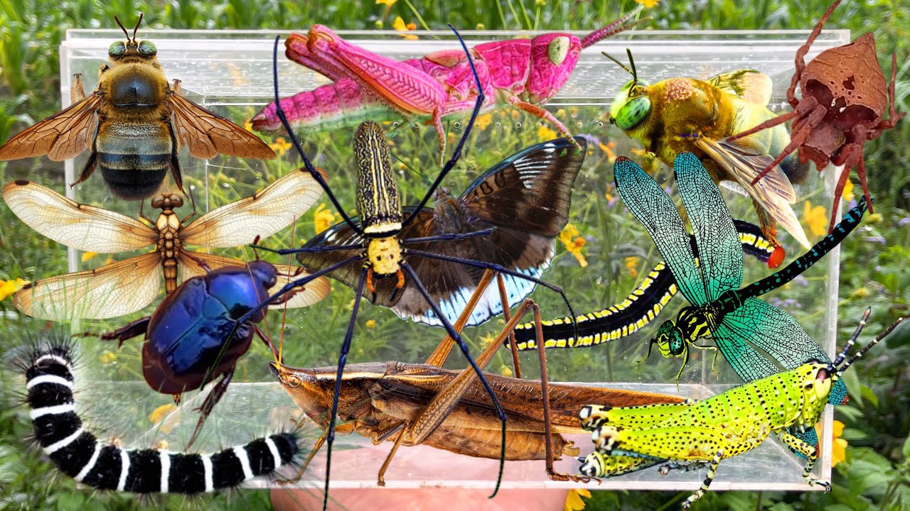 Explore Beautiful Wild Insects: Catch Dragonflies, Spiders ...