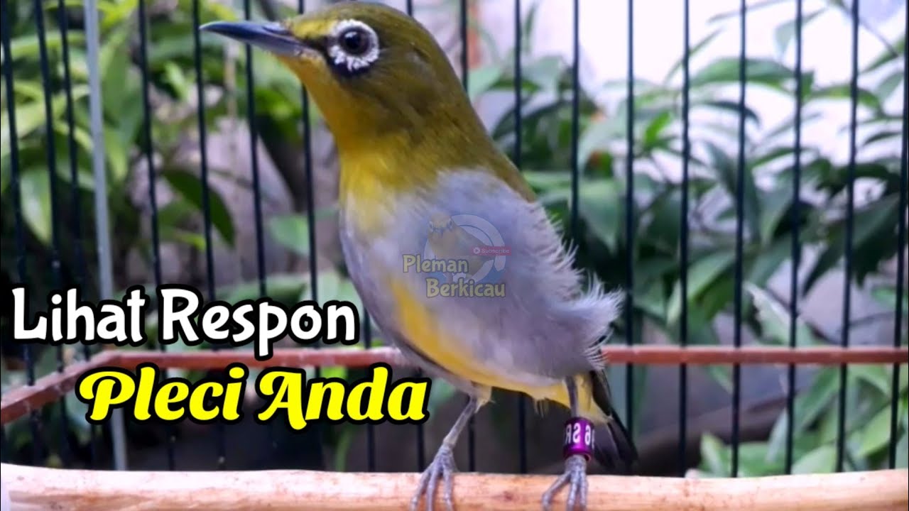 1 MENIT PERTAMA PASTIKAN NYAUT TERAPI BURUNG PLECI BUSTOMI MENAIKAN ...