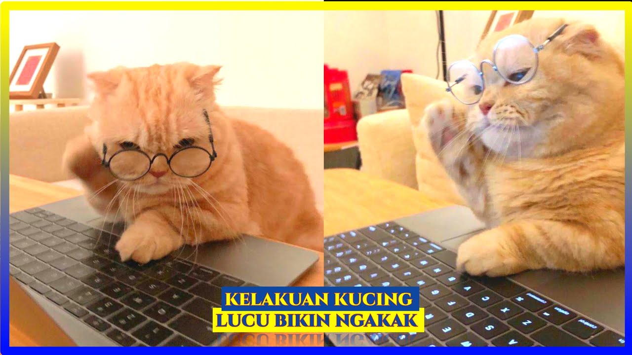 HEWAN PALING LUCU‼️BERSENANG - SENANG DENGAN KUCING PART 78 - YouTube