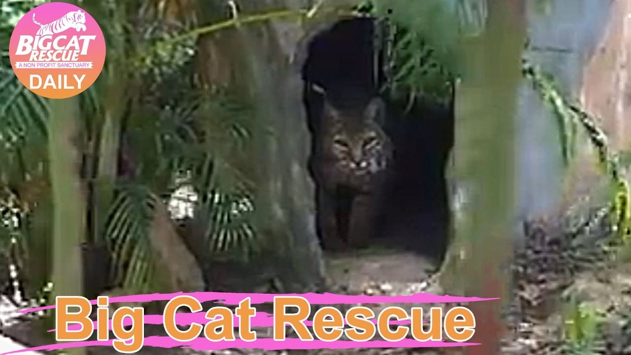 Big Cat Rescue: Home Tour Breezy Bobcat - YouTube