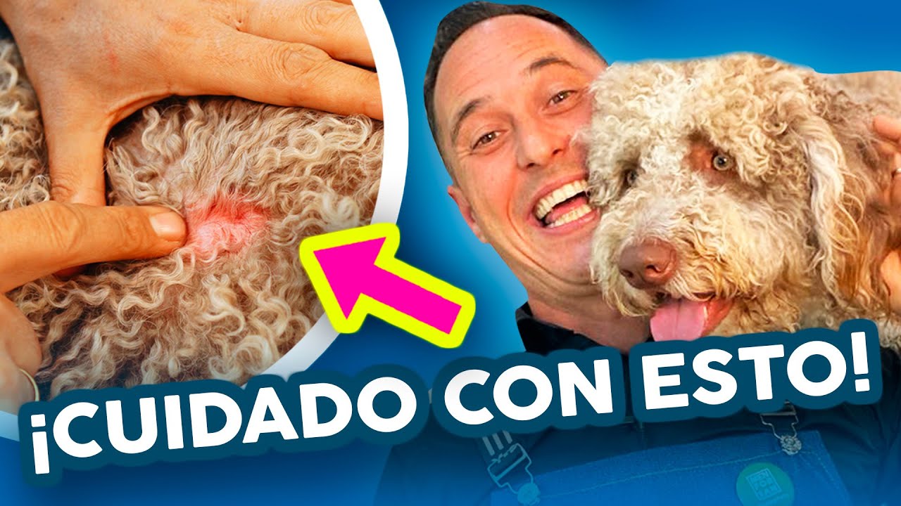 ¡PODRÍA QUEDARSE CALVO! 🚨 Perro de Aguas Español - Cuidados y ...