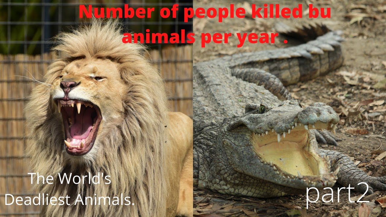 The deadliest animals in the world part 2 - YouTube