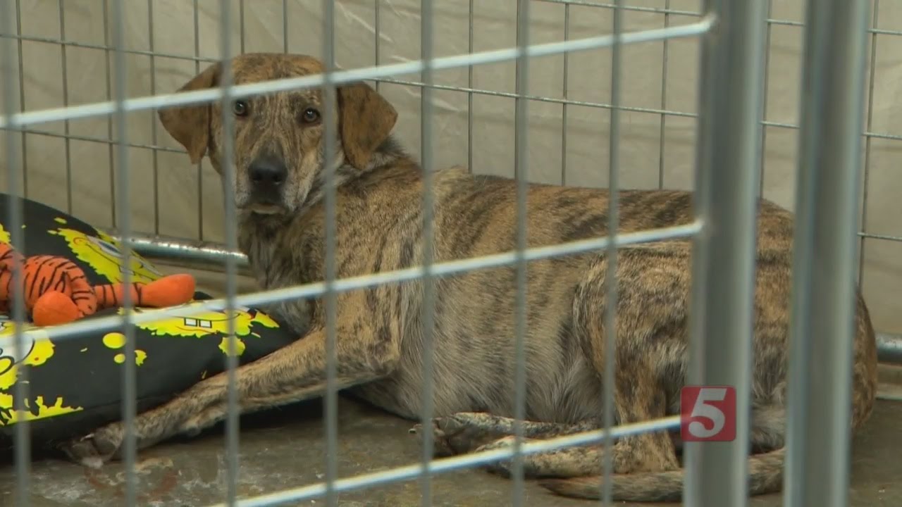 Nearly 150 Dogs Cared For After Rescue - YouTube