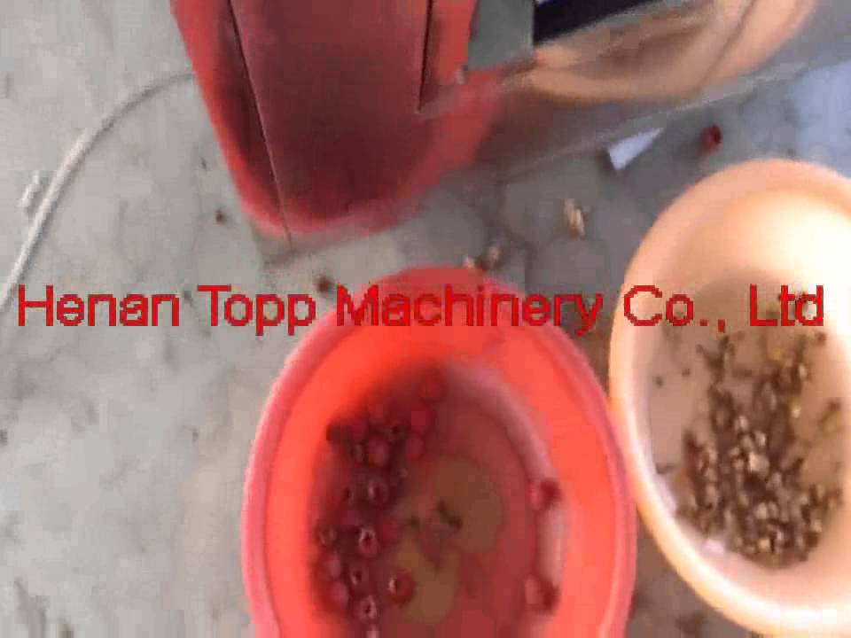 hawthorn pit removing machine - YouTube