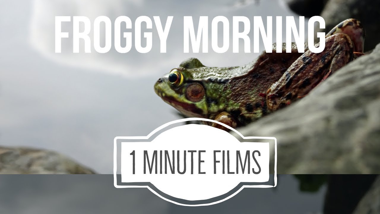 Froggy Morning ~ 1 Minute Films - YouTube