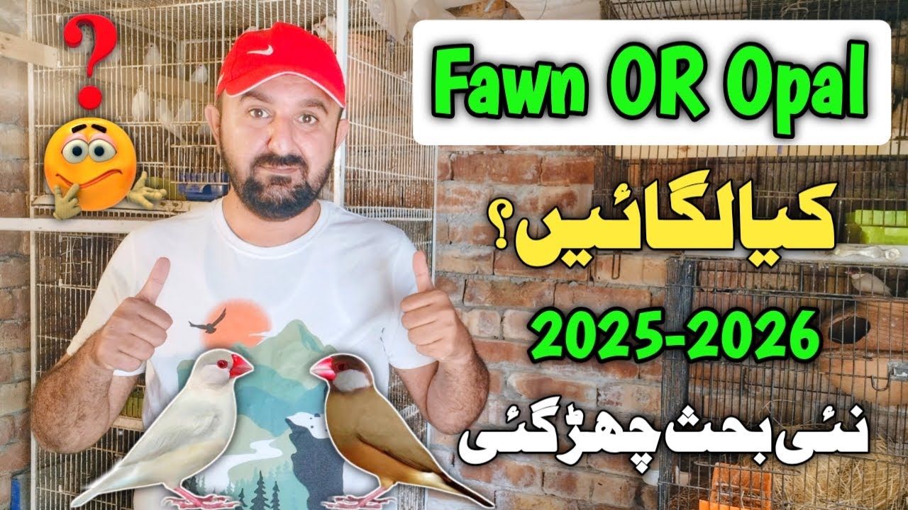 Fawn Java VS Opal Java | Fawn and Opal Java Future In 2025-2026 | Mini Zoo Birds - YouTube
