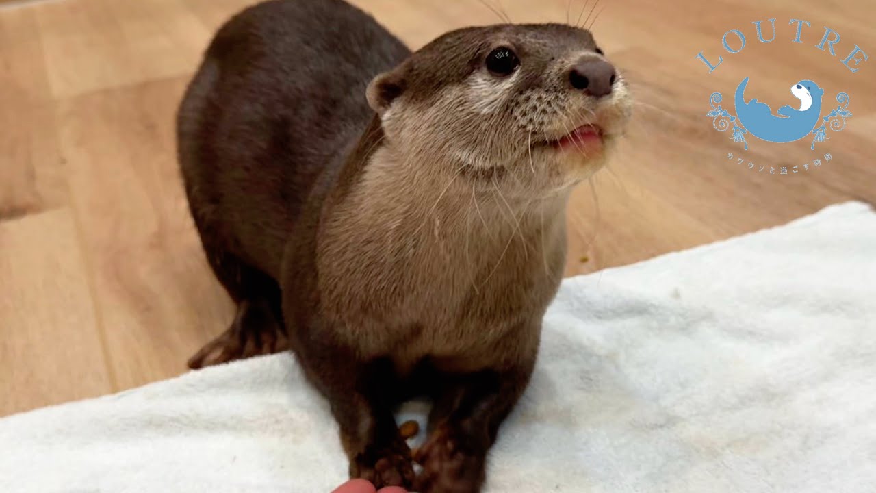 How To Identify Otters By The Color - YouTube