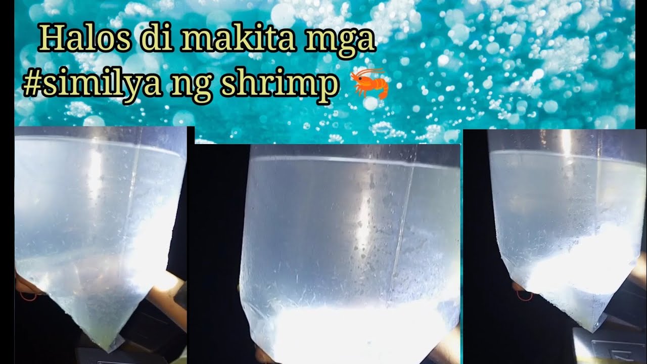 #Similya or #Cemen of #shrimp #let's release shrimp seeds,, - YouTube