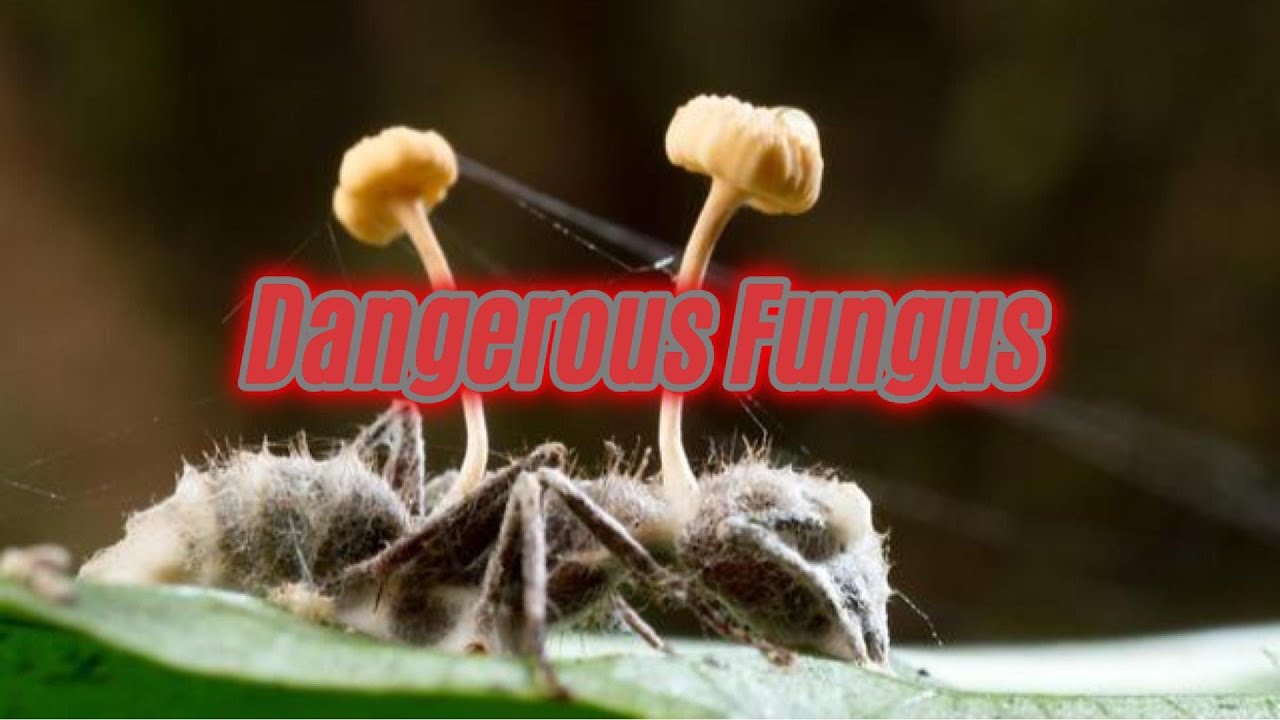 The Fungus That Controls Your Mind: A Real-Life Horror Story - YouTube