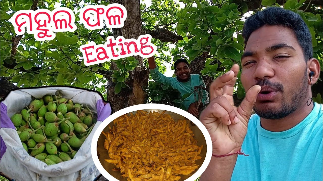 Eating The Fruit Of Mahua Terr l Mahua Fruit |village style | # ...