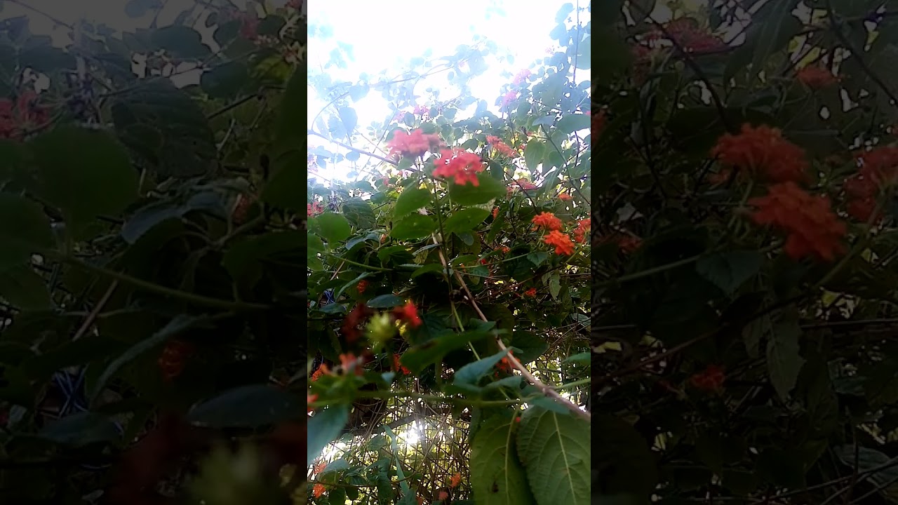 KANTUTAY/LANTANA PLANTS, WILD PLANTS, FLOWERS, MEDICINAL PLANTS, LAZADA ...