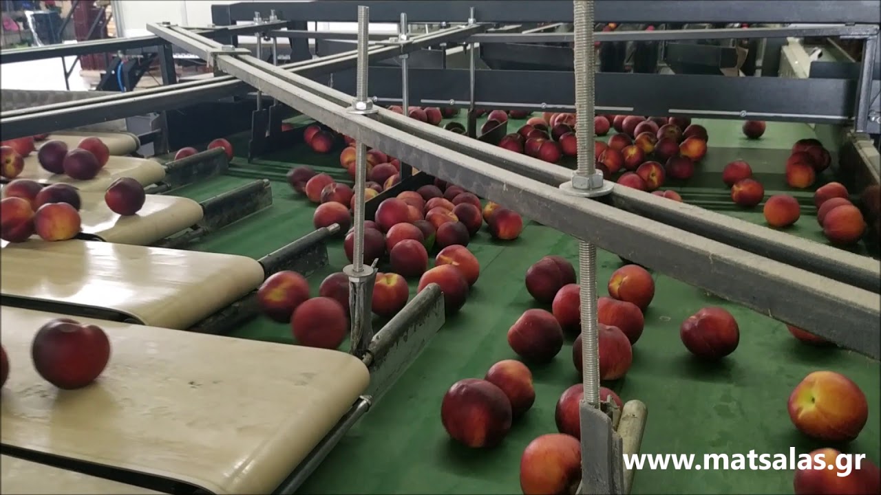ΓΡΑΜΜΗ ΡΟΔΑΚΙΝΩΝ - PEACHES LINE - YouTube