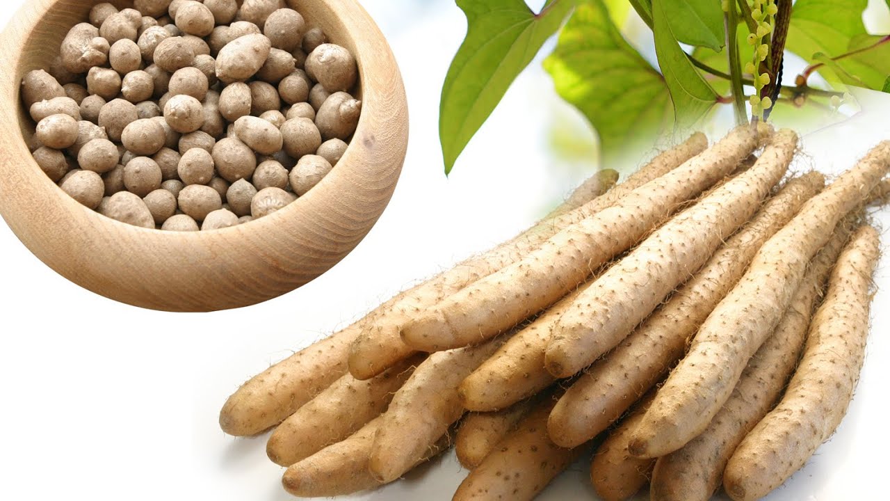 The Light root - Dioscorea batatas, Chinese Yam, Lichtwurzel, Svetelný ...