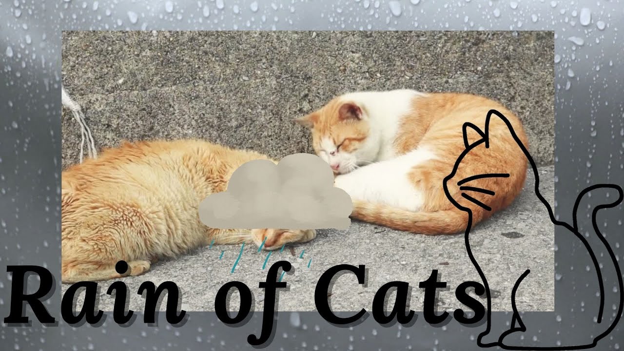 Sleeping Cats in Peace: Cozying up to the Sound of Rain @rainofcats7623 ...