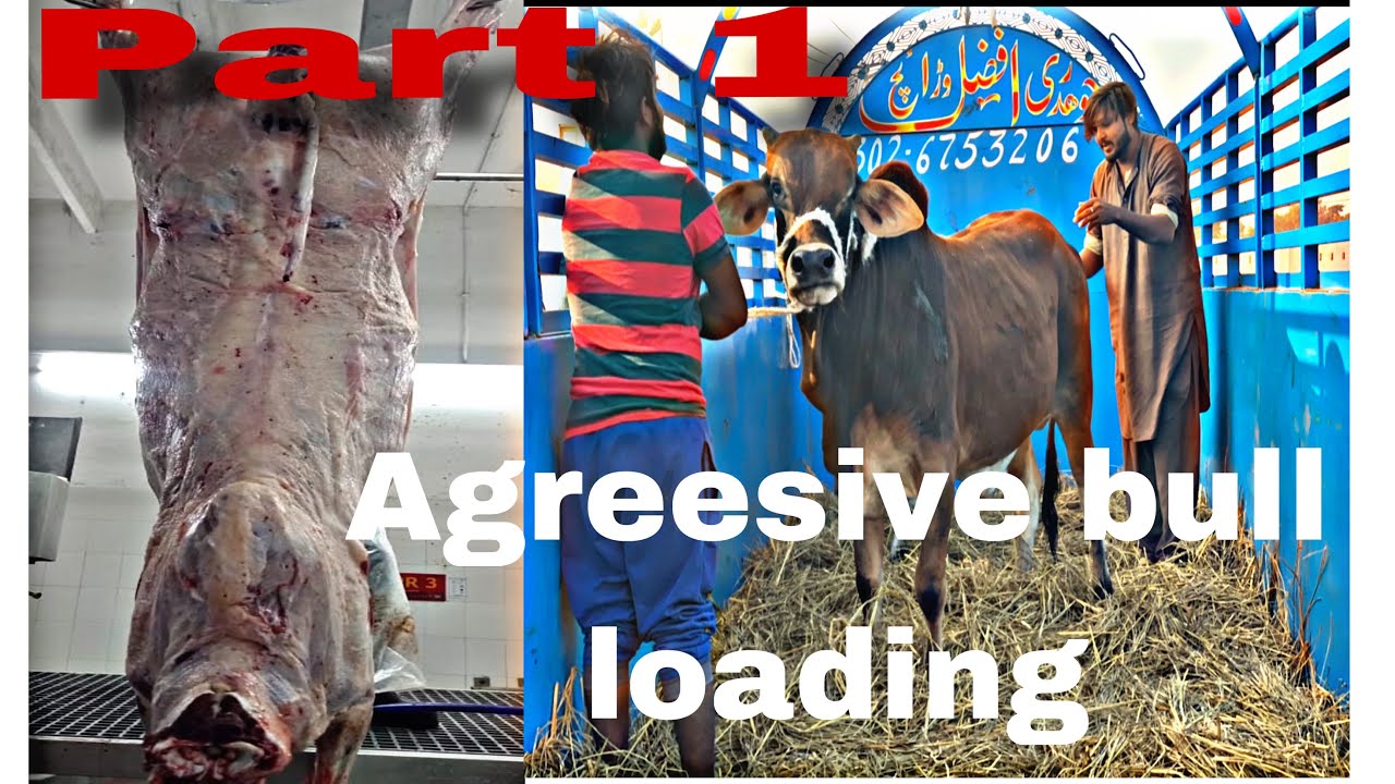 Aggressive bull catching. - YouTube