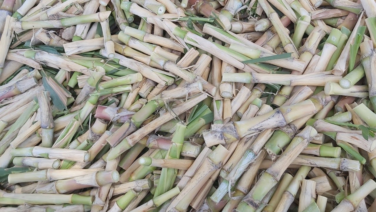 Kinggrass for planting! - YouTube