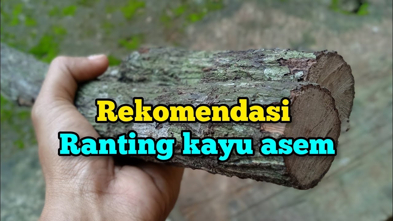 Dapat ranting kayu asem, memotong kayu asem rekomendasi pipa once ...