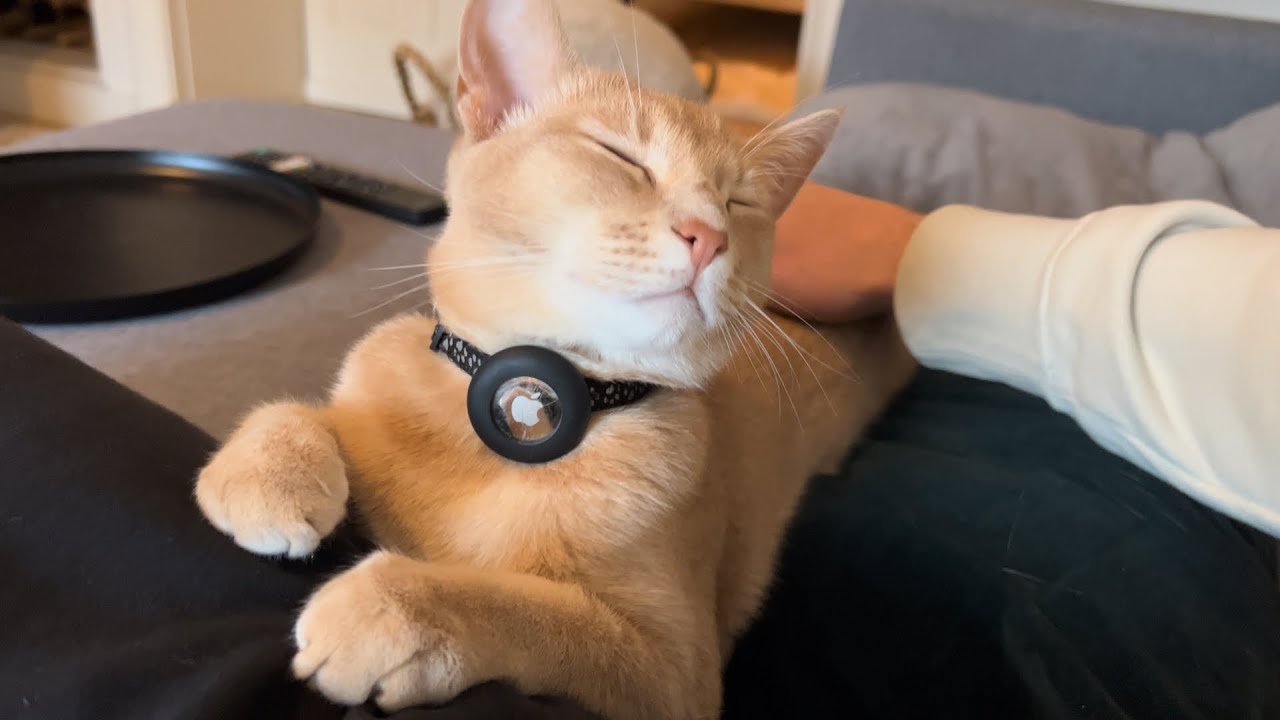 Sweetest Boi holds on for dear life during pet session - YouTube