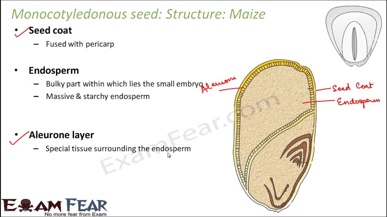 Biology Morphology of Flowering Plants part 32 Dicot & monocot seed ...