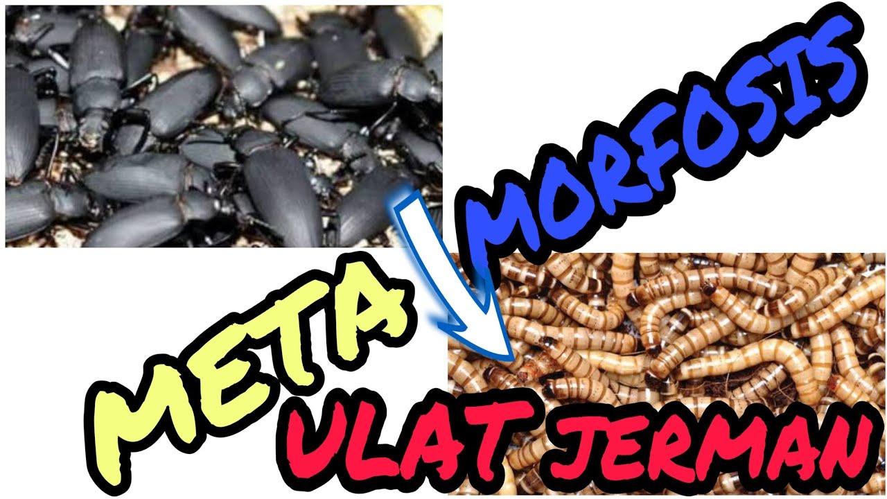 Proses Metamorfosis ulat jerman - YouTube