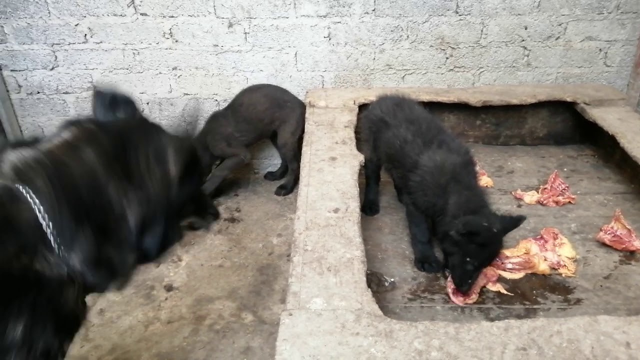 CALUPOHS PERRO LOBO - YouTube