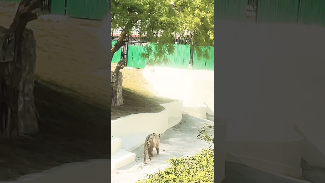 #automobile #funny #love #fun #mrrafansakib #rafansakib #comedy # ...