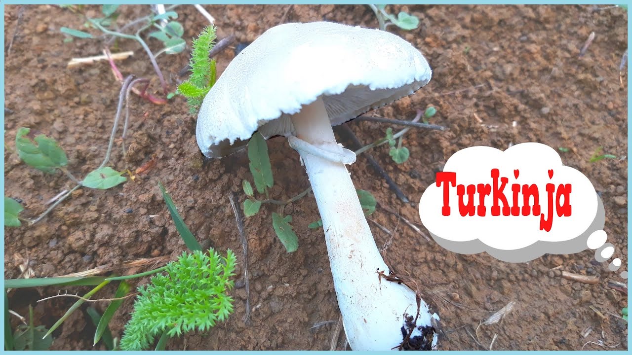 Turkinja - Raste gdje i šampinjoni - Skoro iste Gljive a nisu- Lat ...