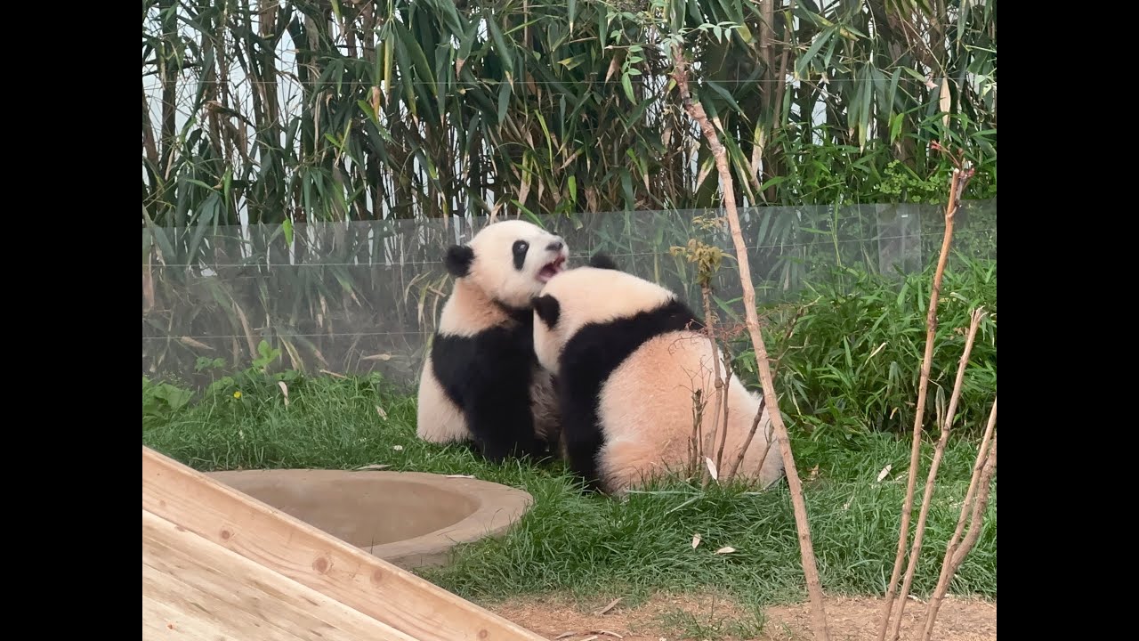 루이바오 후이바오 - 루후자매 티격태격 우당탕탕 / Giant Panda Ruibao and Huibao's Daily Life ...