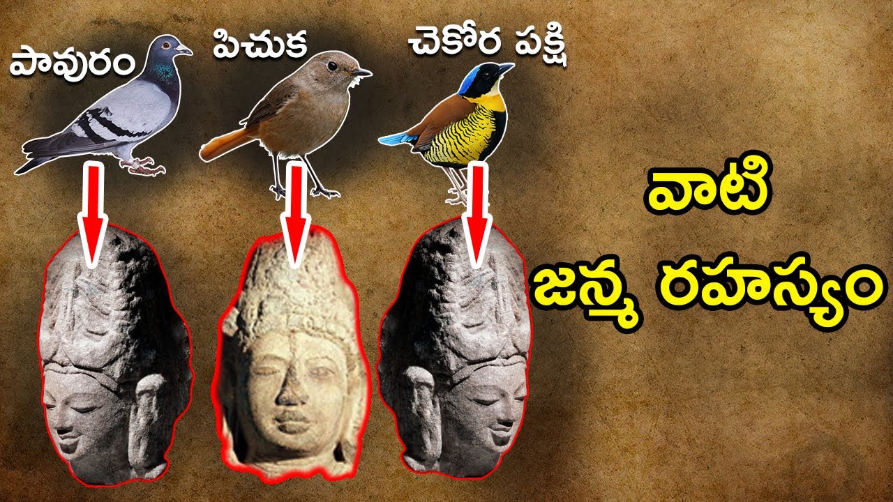 Do You Know about the Origins of Birds?|Some interesting things about ...