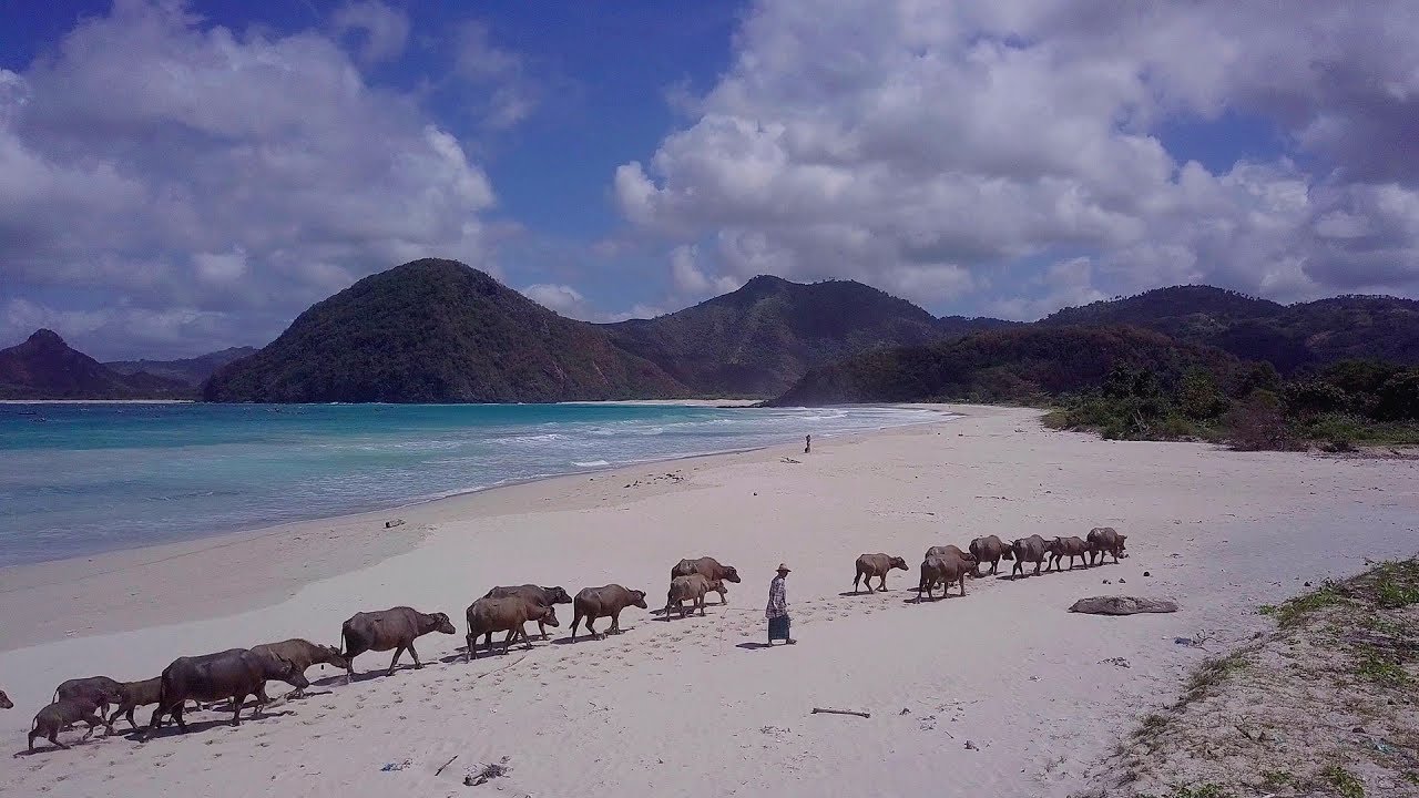 Water Buffalo on the beach - YouTube