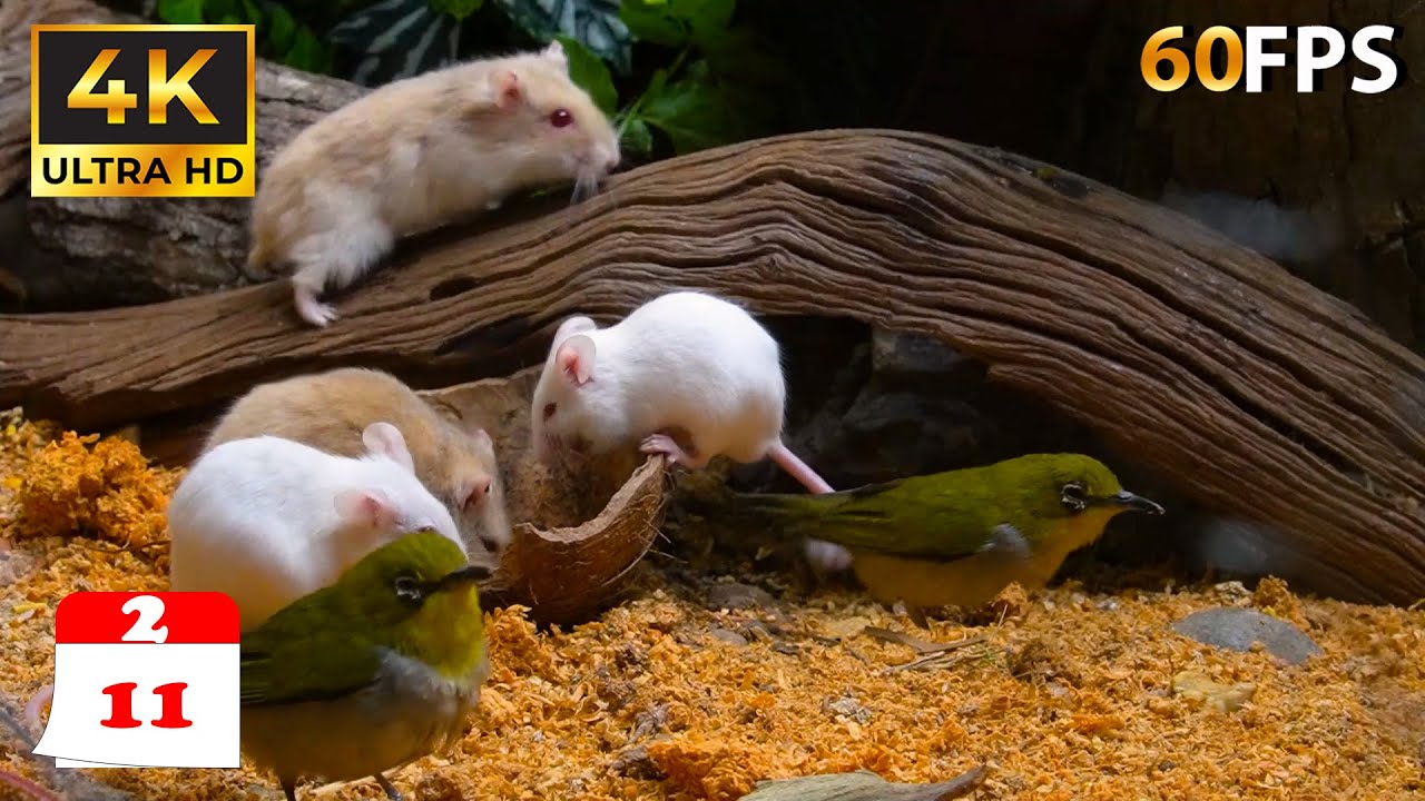 Critter Cam 🐦🐭: Chirping Birds, Sneaky Mice – Who’s Faster? - YouTube